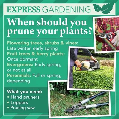 Three Garden Plants You Should Prune Now To Improve Flowering Display For Years To Come