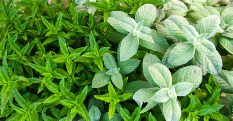 Mint Herb