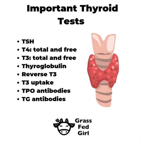 Which Thyroid Tests To Ask For At The Doctor Identifying True Cause