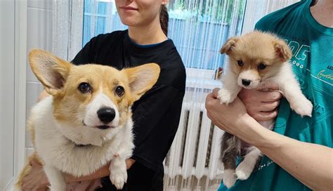 Дівчинка коргі молода Не для розведення 8 000 грн Собаки Київ на Olx