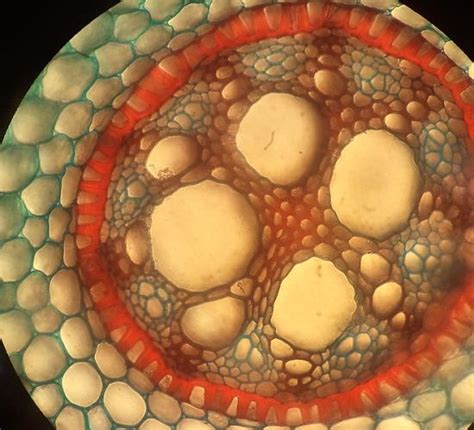 Difference Between Endodermis And Epidermis Definition Characteristics Function