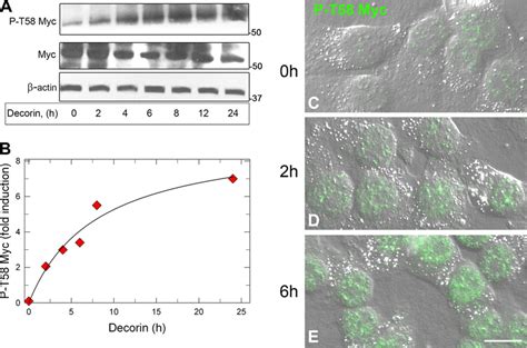 Decorin Induces Phosphorylation Of Myc At Threonine 58 And Its