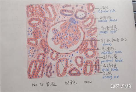 组织学与胚胎学红蓝铅笔绘图 知乎