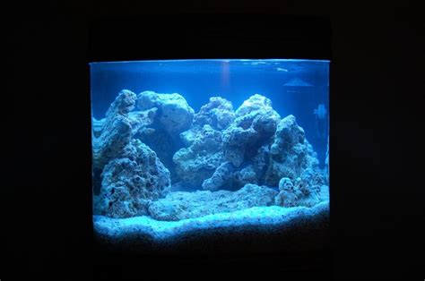 Nanocube 12g Reef Day 1 Community Photos Nano Reef Community