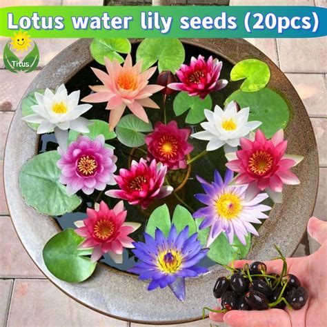เมล็ดพันธุ์บัวจิ๋ว เมล็ดดอกบัว บรรจุ 20 เมล็ด Lotus Water Lily Seeds Flower Seed บอนสี เมล็ด