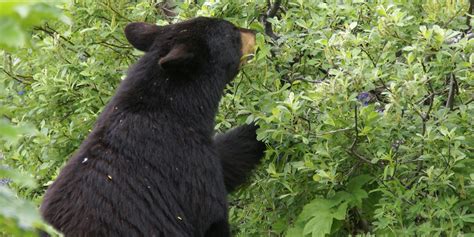 Bayesian Evaluation Of Informative Hypotheses In Sem Using Mplus A Black Bear Story Rens Van