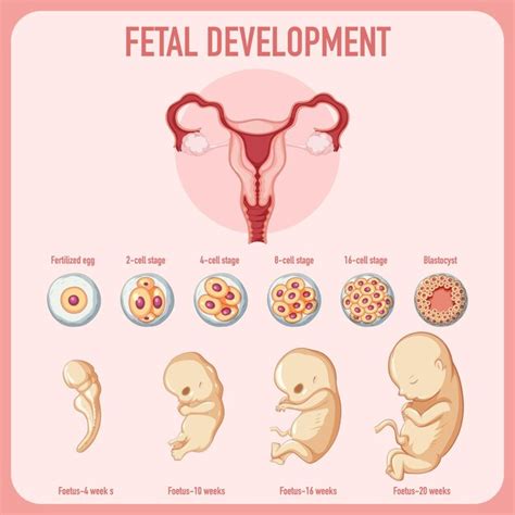 Desarrollo Embrionario Humano En Infografía Humana Vector Gratis