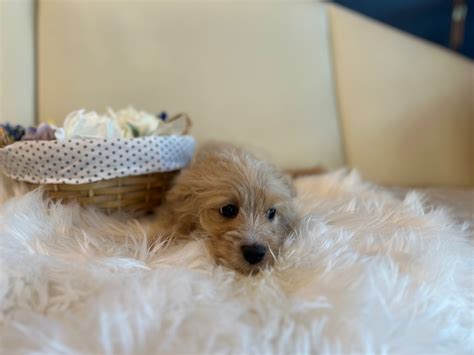 말티푸 딸기 티컵말티푸분양하는곳 티컵푸들분양하는곳 티컵강아지분양하는곳 화이트비숑프리제분양 화이트포메라니안분양 화이트말티즈분양 화이트말티푸분양 화이트푸들분양 화이트먼치킨분양