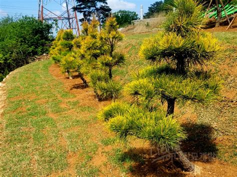 화성수목장 다하다 추모공원