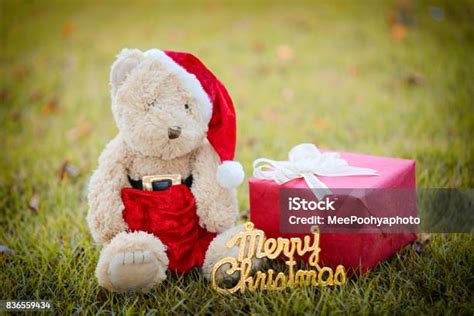 테 디 베어 그리고 축제와 크리스마스 이벤트 선물의 개념에 잔디밭에 선물 상자 0명에 대한 스톡 사진 및 기타 이미지 0명 개념 귀여운 Istock