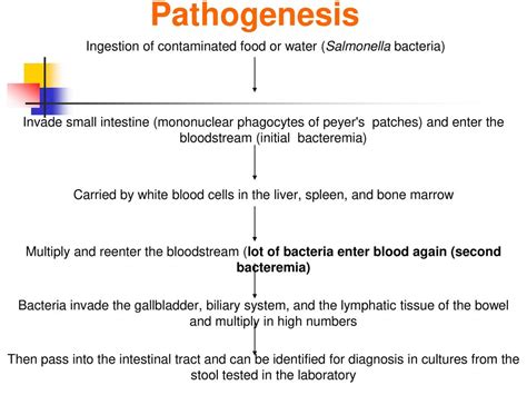 Typhoid Fever Pathogenesis