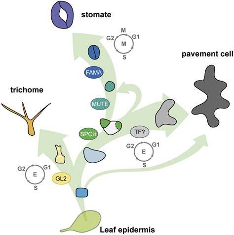 Using Quantitative Methods To Understand Leaf Epidermal Development Quantitative Plant Biology