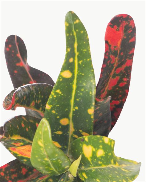 Lil Red Banana Croton | Codiaeum variegata | Prickle Plants