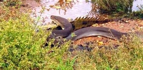 Python Casually Eats A Crocodile Whole And Proves Nature Is Brutal Photos Protothemanews Com