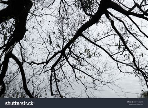 Black Tree Bare Braches Stock Photo Shutterstock