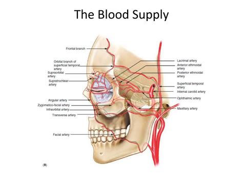 Retrobulbar Hemorrhage Anatomy Physiologypptx