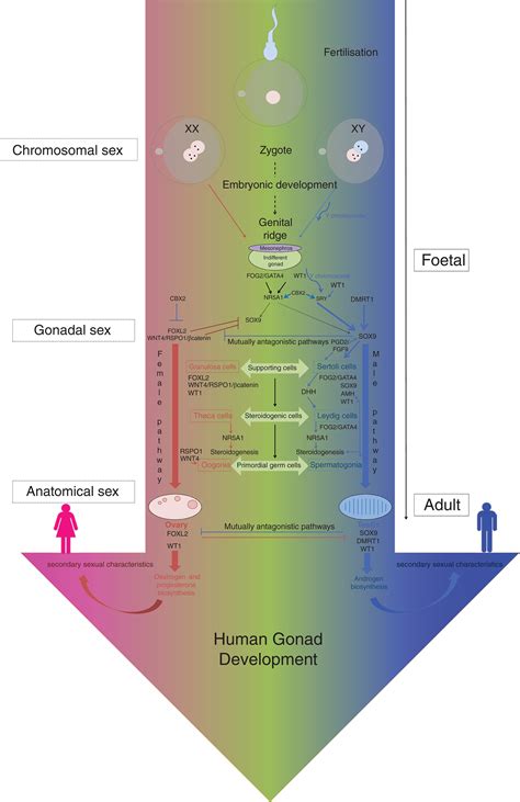 Anomalies In Human Sex Determination Provide Unique Insights Into The Complex Genetic