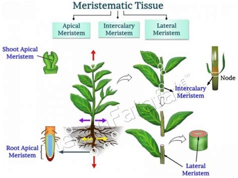 Meristematic Tissue Artofit