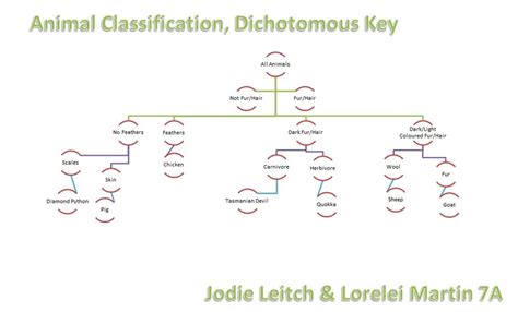 Dichotomous Key Zoo Animal Classification