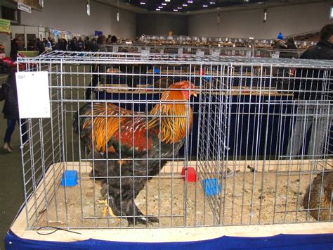 Съвети за отглеждане и здравеопазване на гълъби Национална изложба