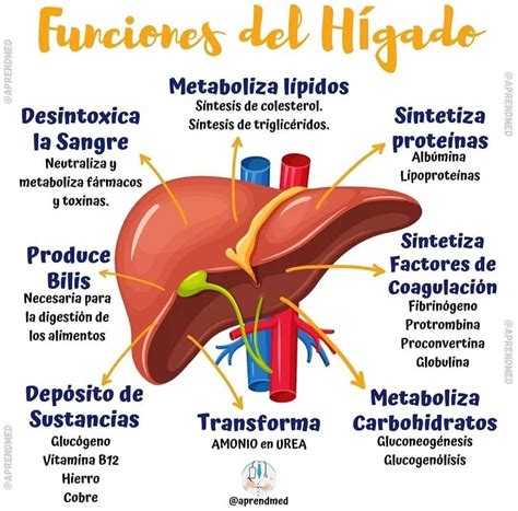 Liver Structure And Anatomical Organ Function Explanation Outline Diagram Artofit