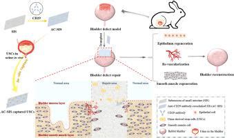 抗体结合小肠黏膜下层在兔模型中捕获尿源性干细胞用于膀胱修复的应用bioactive Materials X Mol