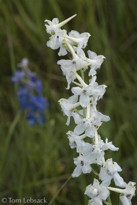 Delphinium Carolinianum Ssp Virescens