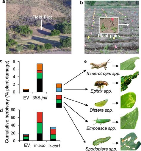 Increased Susceptibility To Herbivores In The Fi Eld Of N Attenuata Download Scientific