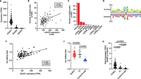 Robust Adar1 Catalyzed Rna Editing In Dlbcl A Adar1 Expression Levels Download Scientific