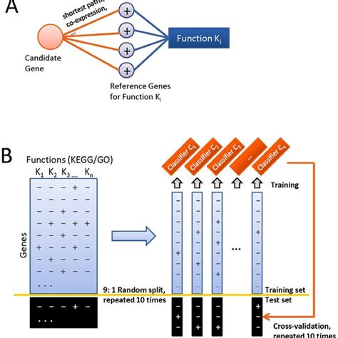 Overview Of The Function Specific Classifier Model A To Train The Download Scientific Diagram