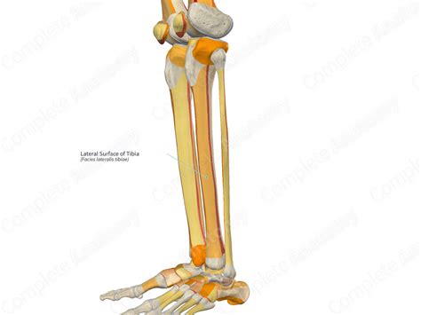 Lateral Surface Of Tibia Complete Anatomy