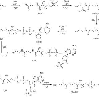 Synthesis And Degradation Of CoA A Biosynthetic Pathway Of CoA B Download Scientific Diagram