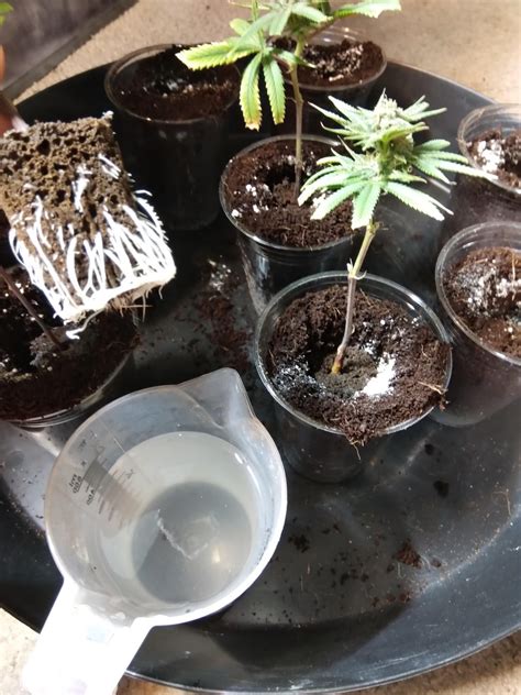 Tried A Few Different Propagation Techniques Stratum For The Win