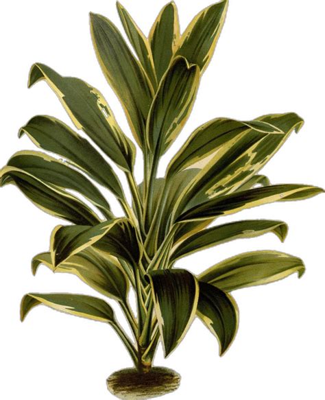 Dwg Vectorial 4 Conifer Trees Artofit