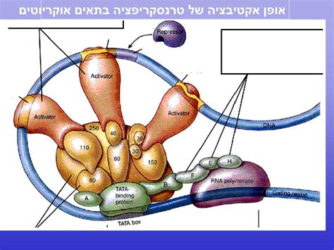 Ppt Alternate Sigma Factor Usage Controls Selective Transcription Powerpoint Presentation