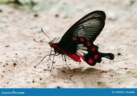 Butterfly Ne Thailand Stock Photo Image Of Flying Butterfly