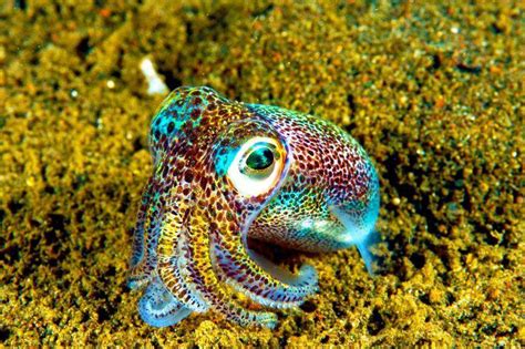 🔥 Hawaiian Bobtail Squid 🔥 Rnatureisfuckinglit