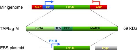 Figure 1 From Patchwork Structure Function Analysis Of The Sendai Virus Matrix Protein