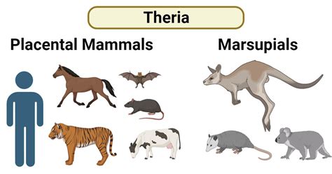 Theria Characteristics Diversity Types Examples