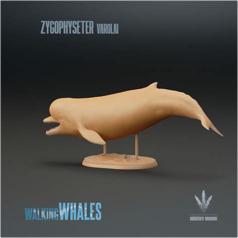 3d Printable Zygophyseter Varolai Early Sperm Whale By Miniature Museum