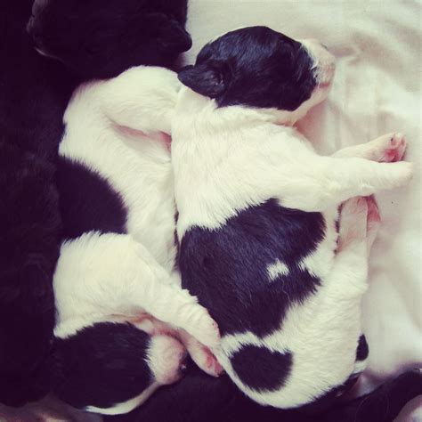 My Beautiful Twins Dogs Animals Twins