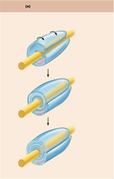 Schwann Cells On Myelinated And Nonmyelinated Axons In The Pns Diagram