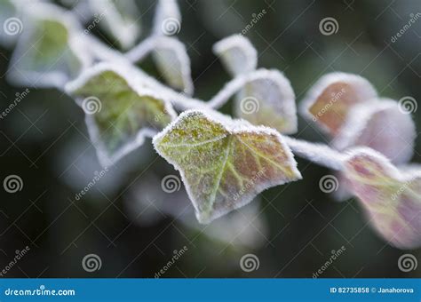 Frozen Ivy Stock Photo Image Of Cold Rime Leaves Detail