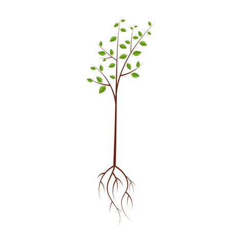Tree With Roots Vector Illustration 23052605 Vector Art At Vecteezy