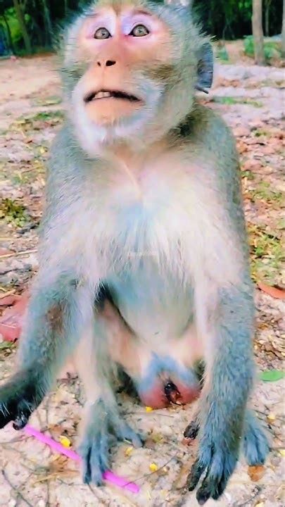 ស្វា ប្រើស ឈ្លូស ក្តាន់ រមាំង ខ្ទីង Youtube