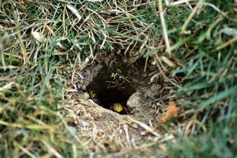 How To Get Rid Of Ground Bees In 3 Easy Steps Properly Rooted