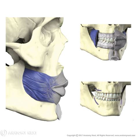 Buccinator Encyclopedia Anatomy App Learn Anatomy 3d Models Articles And Quizzes