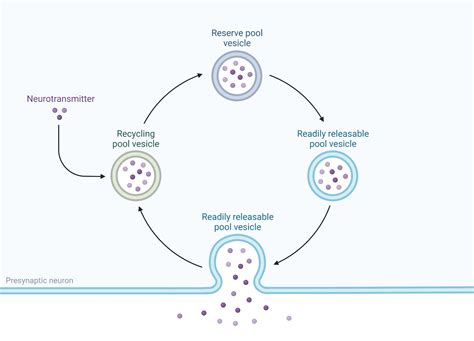 Presynaptic Neuron Vesicle Trafficking Biorender Science Templates