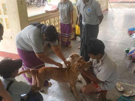 ငဖဲမြို့နယ်၌ ၁၇ ကြိမ်မြောက် ကမ္ဘာ့ခွေးရူးရောဂါတိုက်ဖျက်ရေးနေ့အထိမ်းအမှတ် ခွေးရူးရောဂါကာကွယ်ဆေးမ