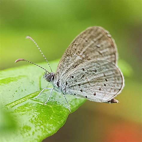 Lesser Grass Blue Woodlands Botanical Garden
